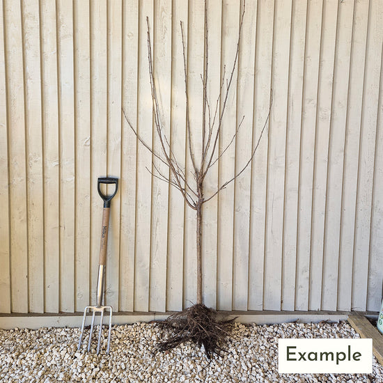 Red Falstaff Apple Tree For Sale | Red Apples | Ornamental Trees