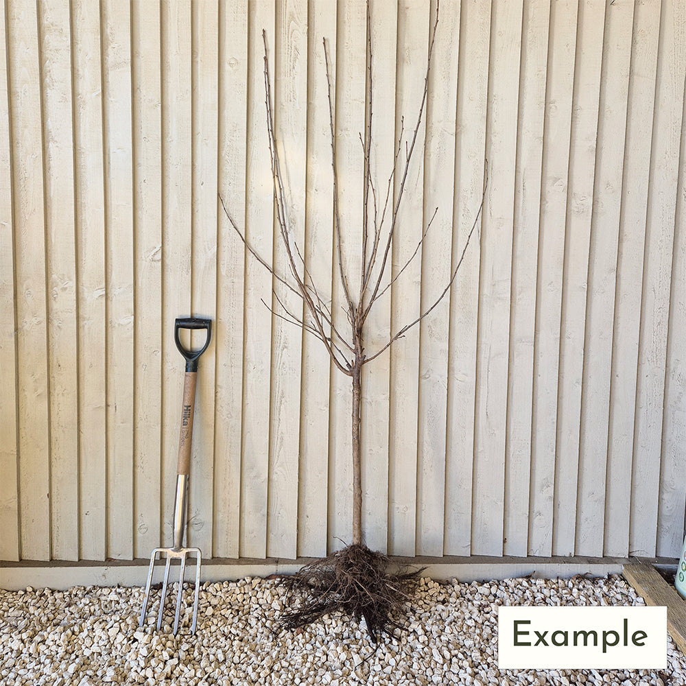 Victoria Plum Tree | Prunus domestica Victoria For Sale | Ornamental Trees