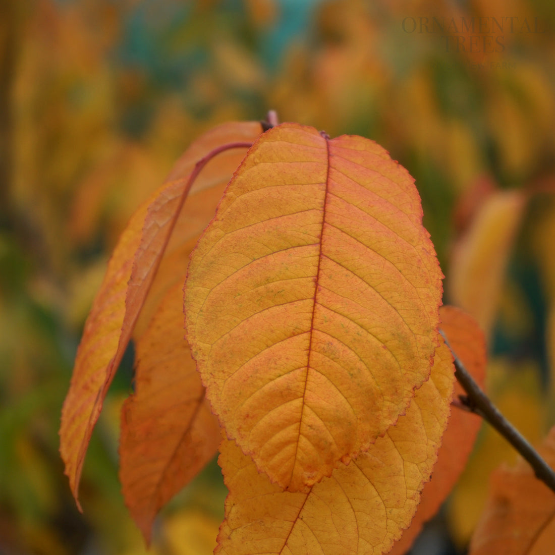 Lapins Cherokee Cherry Tree | Dark Red Cherries | Ornamental Trees