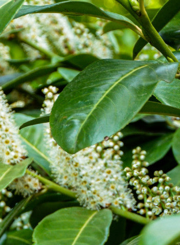 Laurel Trees | Prunus lusitanica, laurocerasus | Ornamental Trees