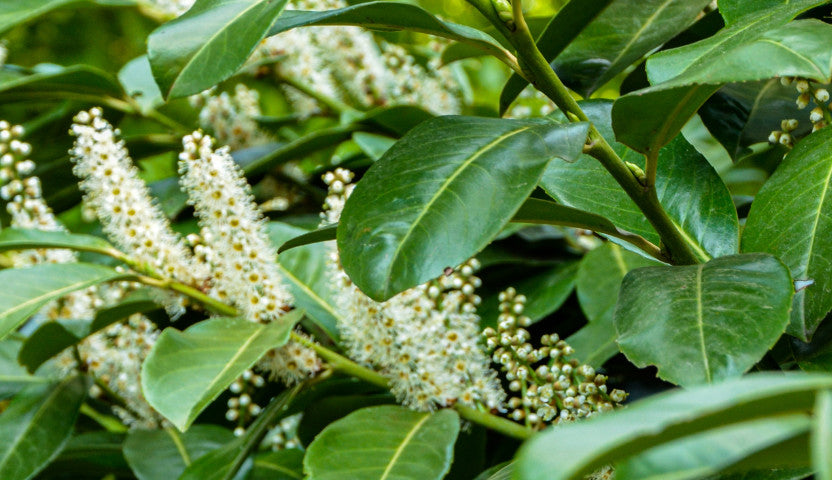 Laurel Trees | Prunus lusitanica, laurocerasus | Ornamental Trees