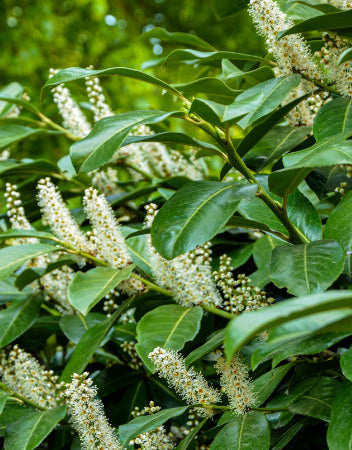 Laurel Trees | Prunus lusitanica, laurocerasus | Ornamental Trees