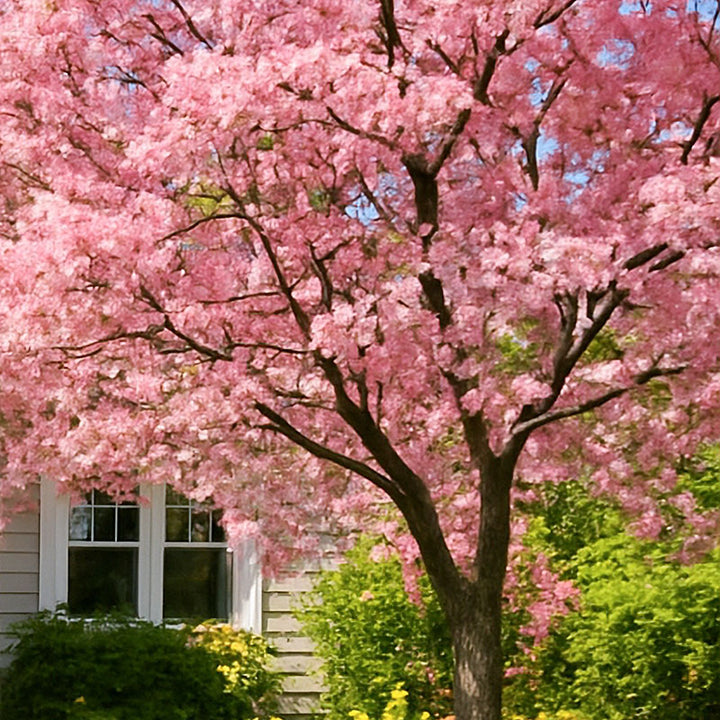 Small & Dwarf Flowering Cherry Blossom Trees | Ornamental Trees