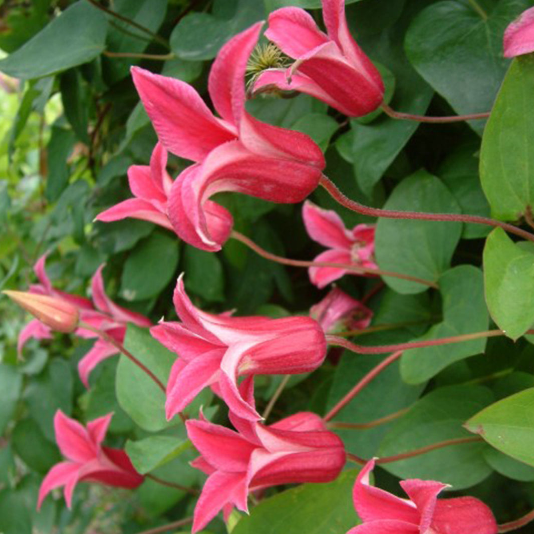 Clematis Flowering Climbing Plants | Ornamental Trees
