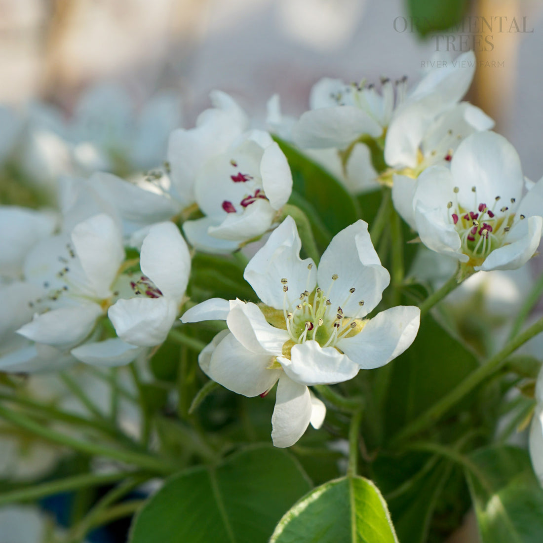 Concorde Pear Tree | Self Fertile Pears For Sale | Ornamental Trees