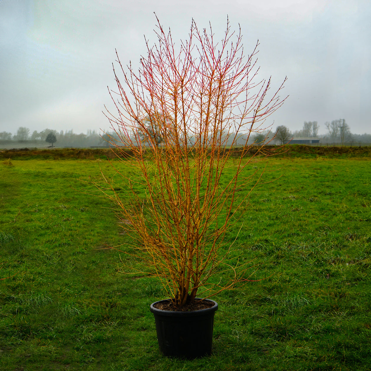 Cornus sanguinea Midwinter Fire | Dogwood Shrubs | Ornamental Trees