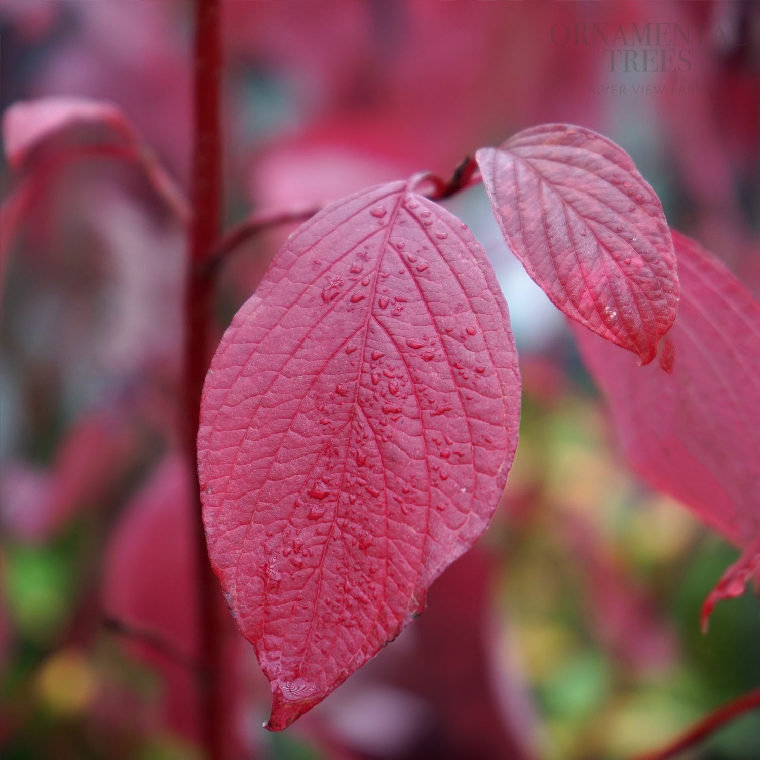 Flowering Dogwood Trees & Shrubs | Cornus | Ornamental Trees