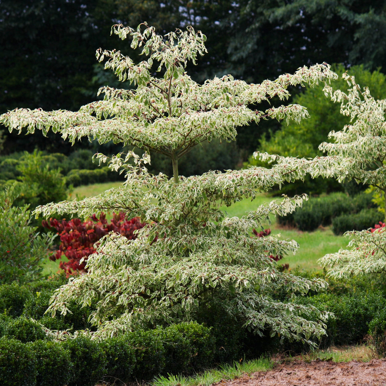 Cornus controversa Variegata | Wedding Cake Tree | Ornamental Trees