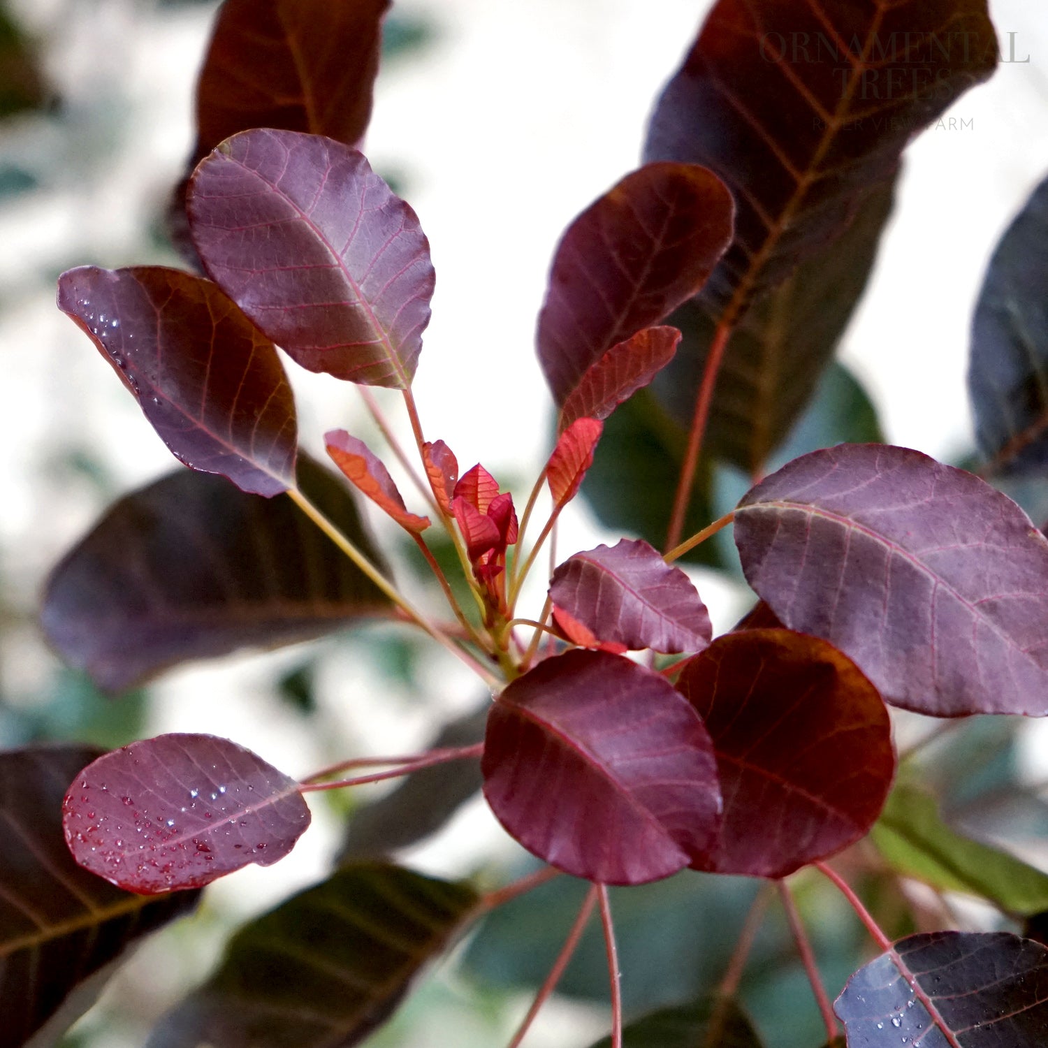 Cotinus Dusky Maiden | Flowering Smoke Bush | Ornamental Trees