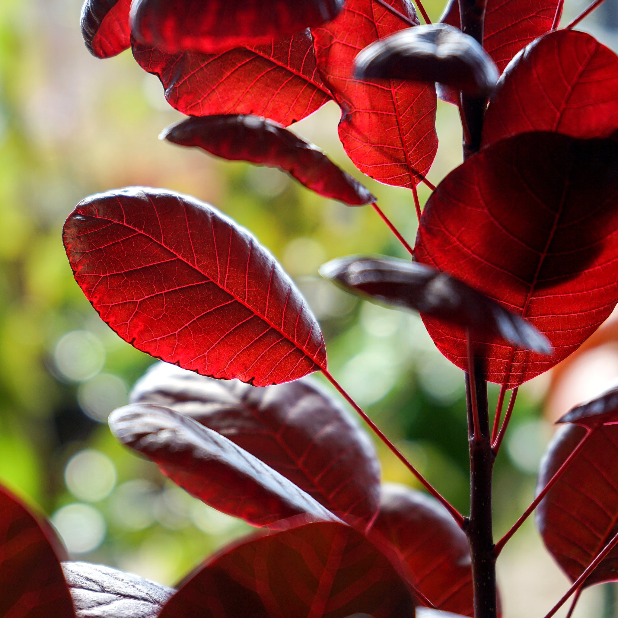 Cotinus coggygria Royal Purple | Smoke Bush Tree | Ornamental Trees