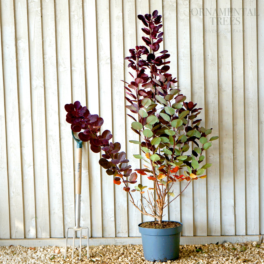 Cotinus coggygria Royal Purple | Smoke Bush Tree | Ornamental Trees