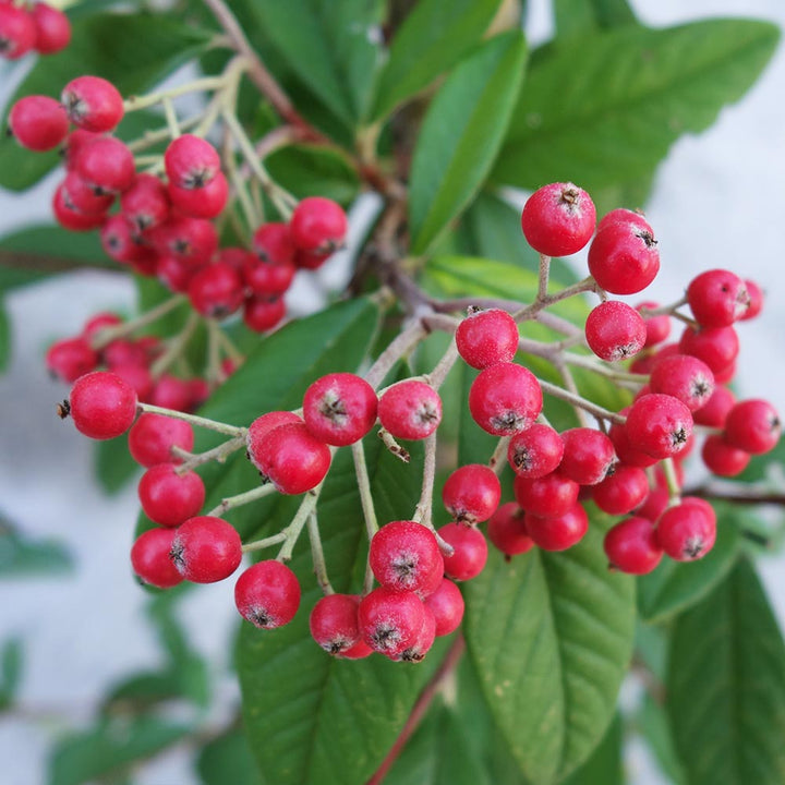 Cotoneaster Trees & Plants | Ornamental Trees