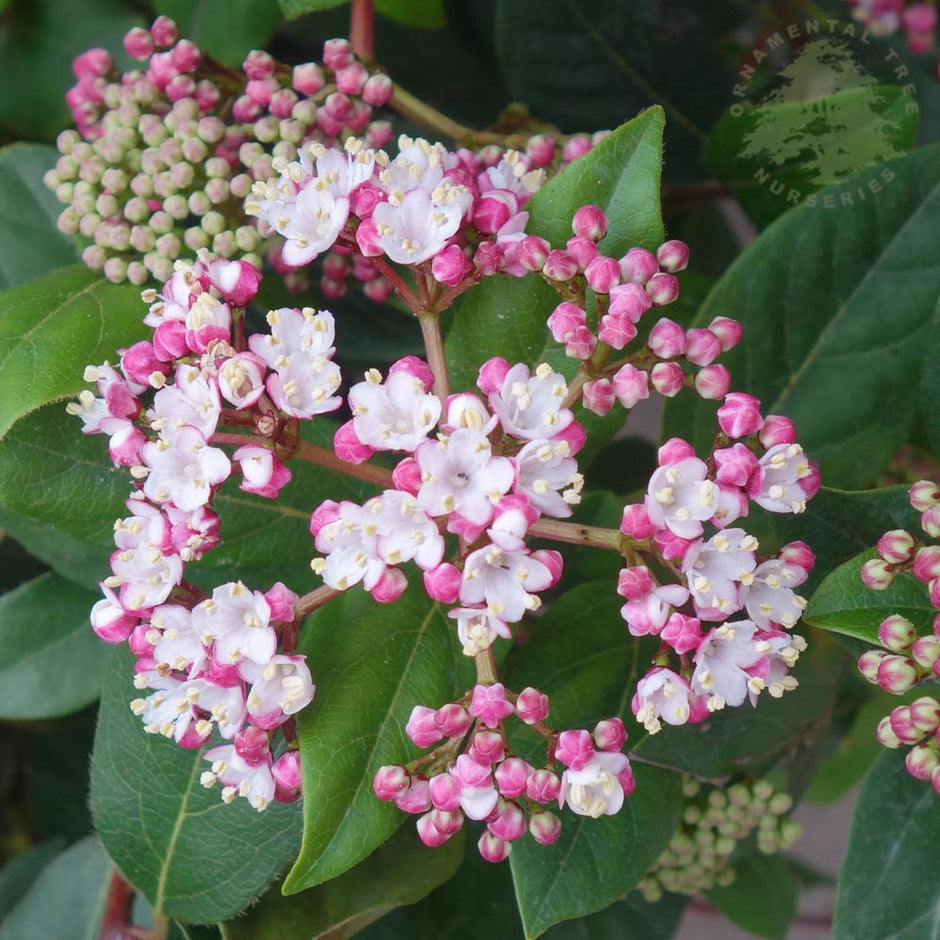 Autumn & Winter Flowering Trees Online | Ornamental Trees