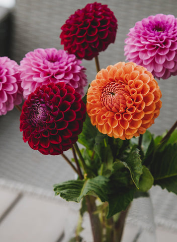 Mature & Large Evergreen Trees For Sale | Ornamental Trees