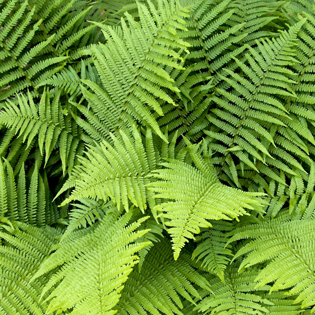 Ferns & Tree Ferns For Sale | Ornamental Trees
