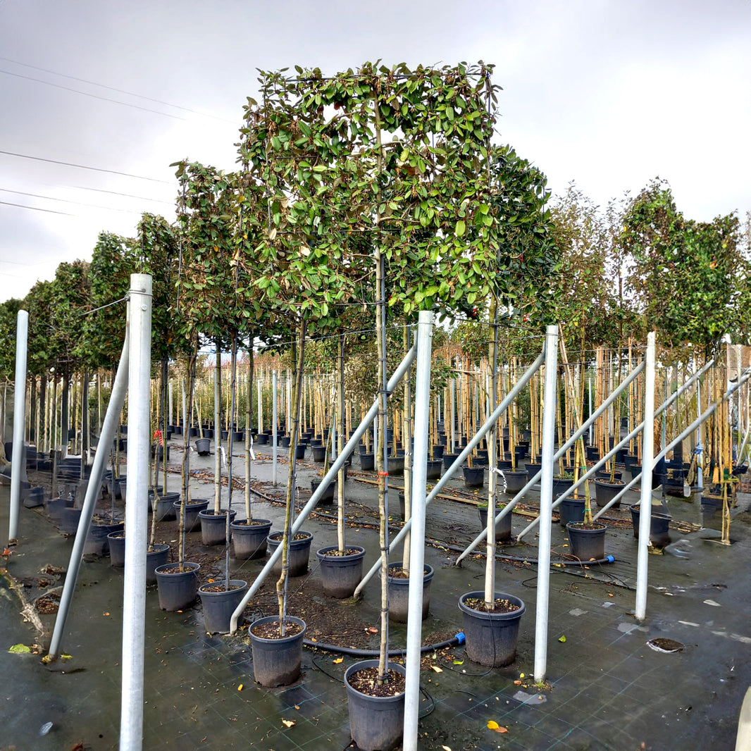 Pleached Trees & Screening Online | Ornamental Trees