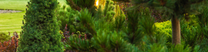 Small Evergreen Trees for Small Gardens & Pots | Ornamental Trees