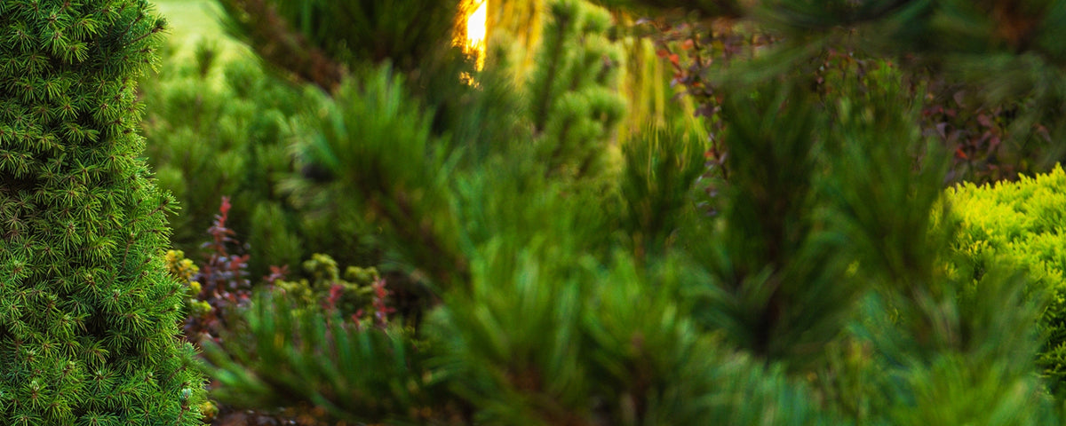 Small Evergreen Trees for Small Gardens & Pots | Ornamental Trees – Page 2