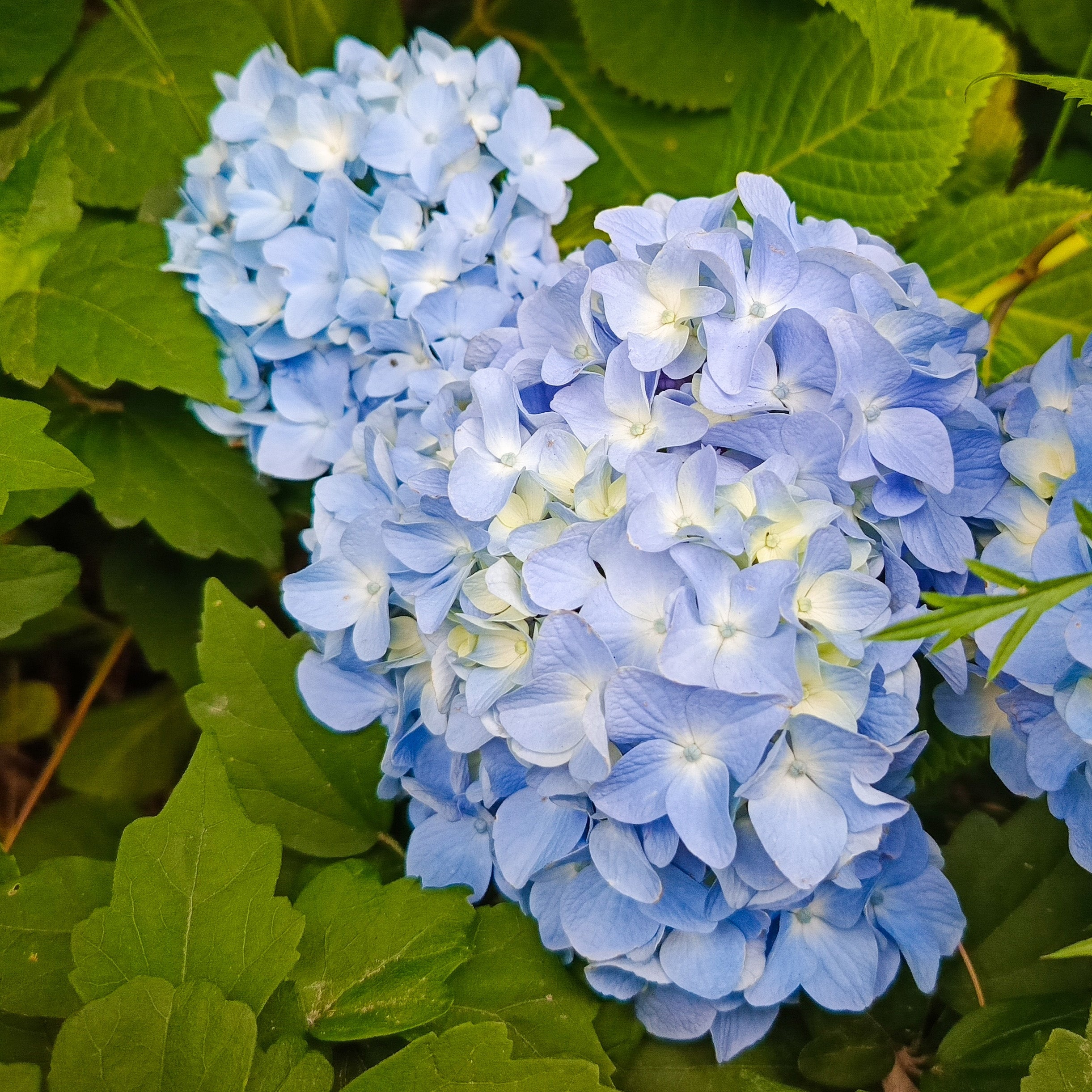 Hydrangea macrophylla Endless Summer | Ornamental Trees
