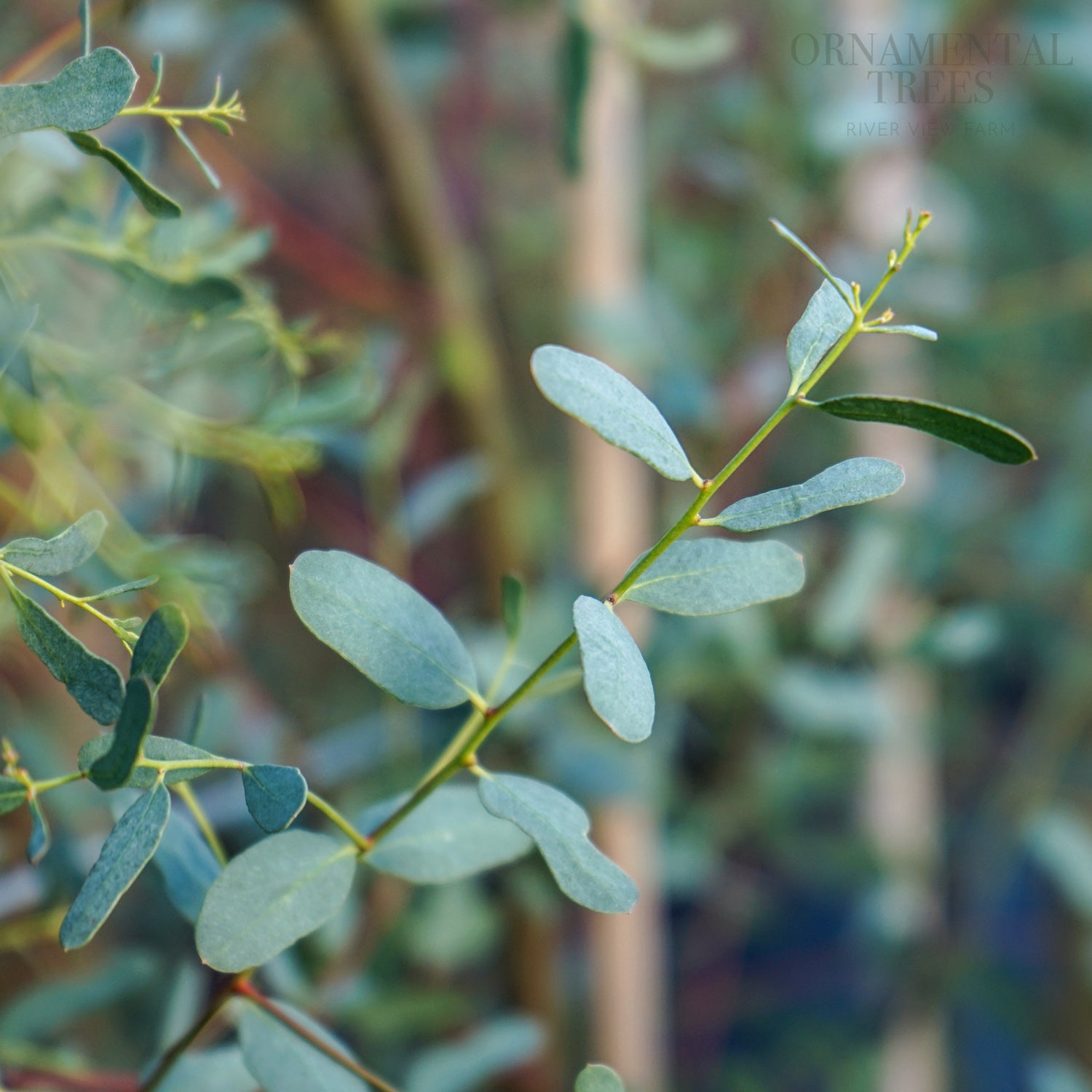 Eucalyptus gunnii France Bleu | Dwarf Gum Tree | Ornamental Trees