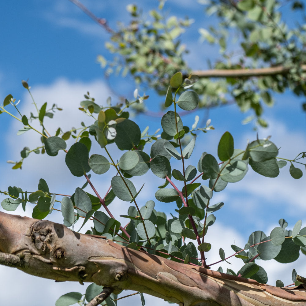 Eucalyptus gunnii | Buy Evergreen Cider Gum Trees | Ornamental Trees