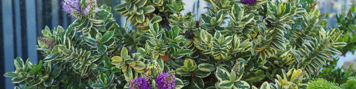 Evergreen Shrubs & Bushes For Winter Interest | Ornamental Trees