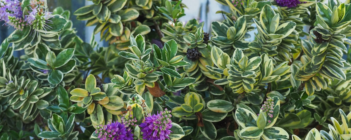 Evergreen Shrubs & Bushes For Winter Interest | Ornamental Trees