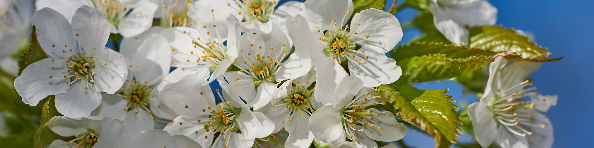Flowering Trees for Small Gardens & Patios | Ornamental Trees