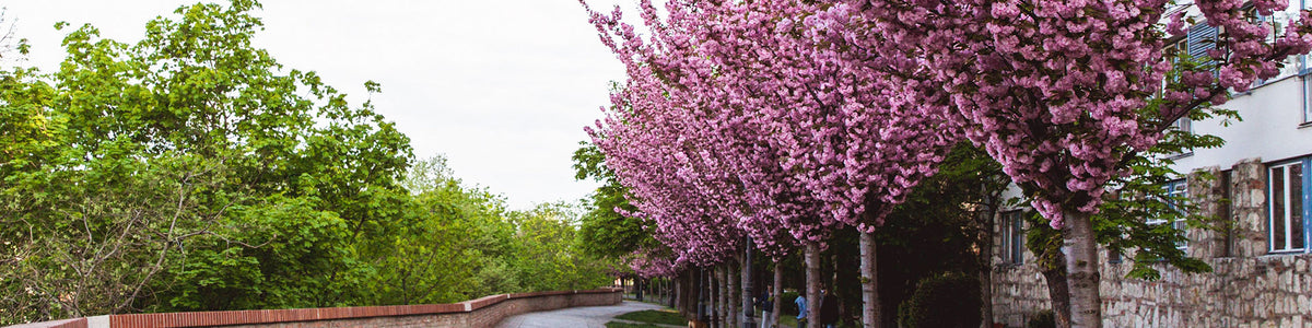 Mature Avenue & Street Trees Online | Ornamental Trees – Page 2
