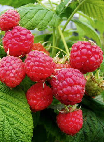 Patio & Dwarf Fruit Trees For Sale Online – Ornamental Trees