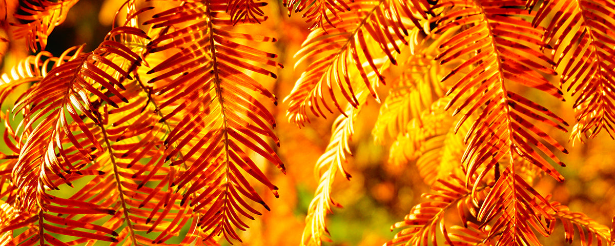 Yellow & Gold Coloured Foliage Trees | Ornamental Trees