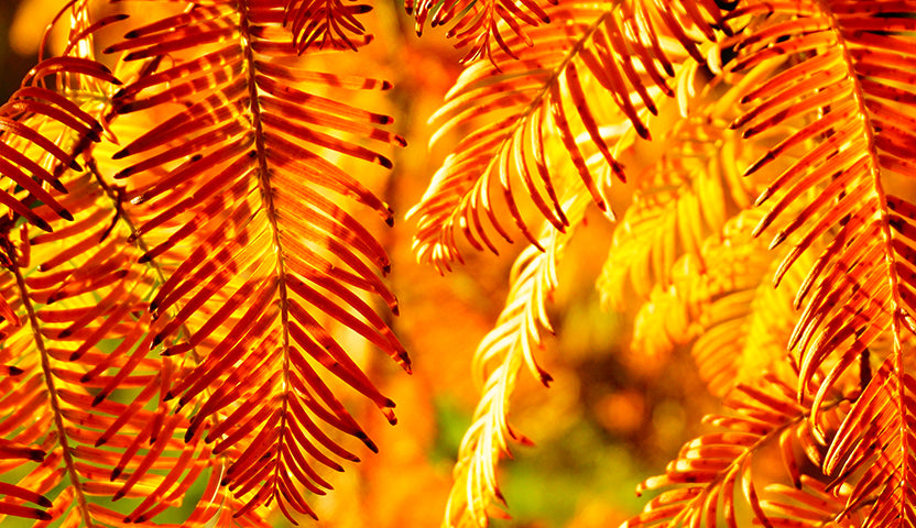 Yellow & Gold Coloured Foliage Trees | Ornamental Trees – Page 2