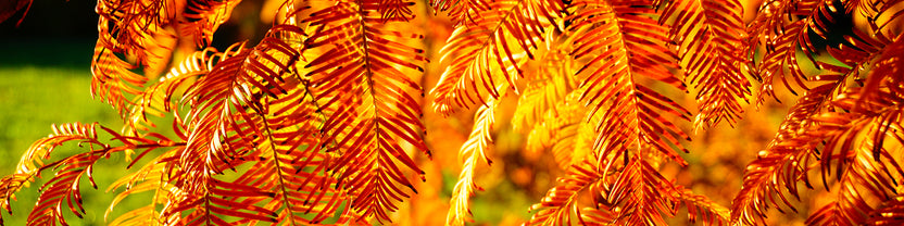 Yellow & Gold Coloured Foliage Trees | Ornamental Trees