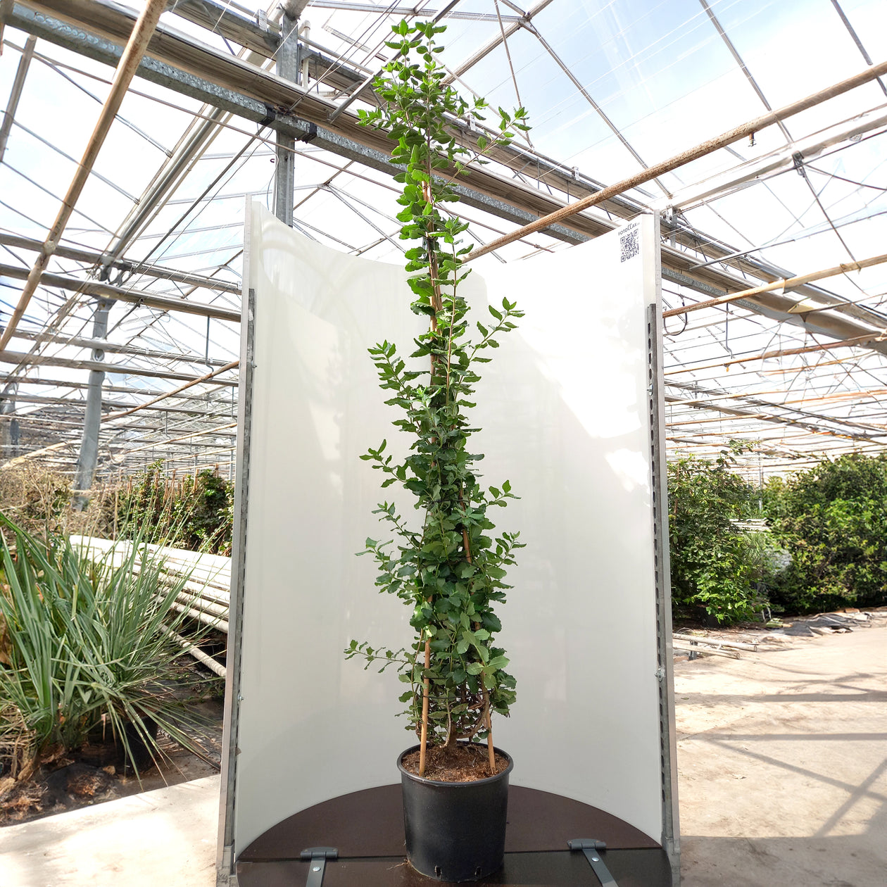 Garrya elliptica James Roof | Silk Tassel Shrub – Ornamental Trees