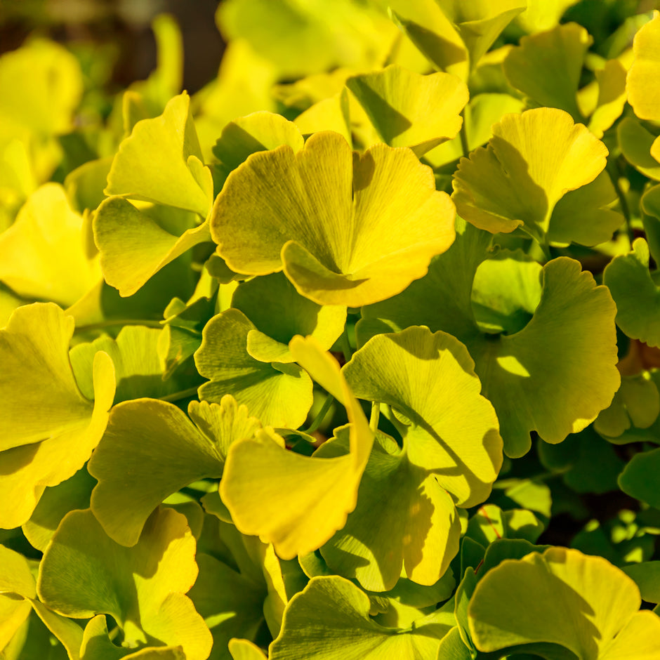 Ginkgo biloba Fastigiata Blagon Maidenhair Tree | Ornamental Trees