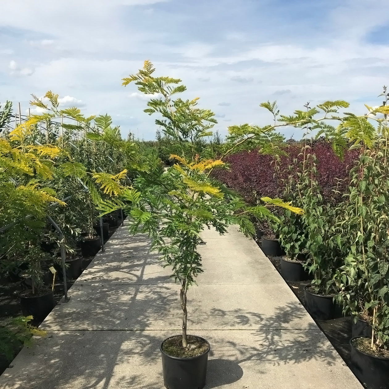 Gleditsia triacanthos Sunburst | Golden Honey Locust Tree – Ornamental ...