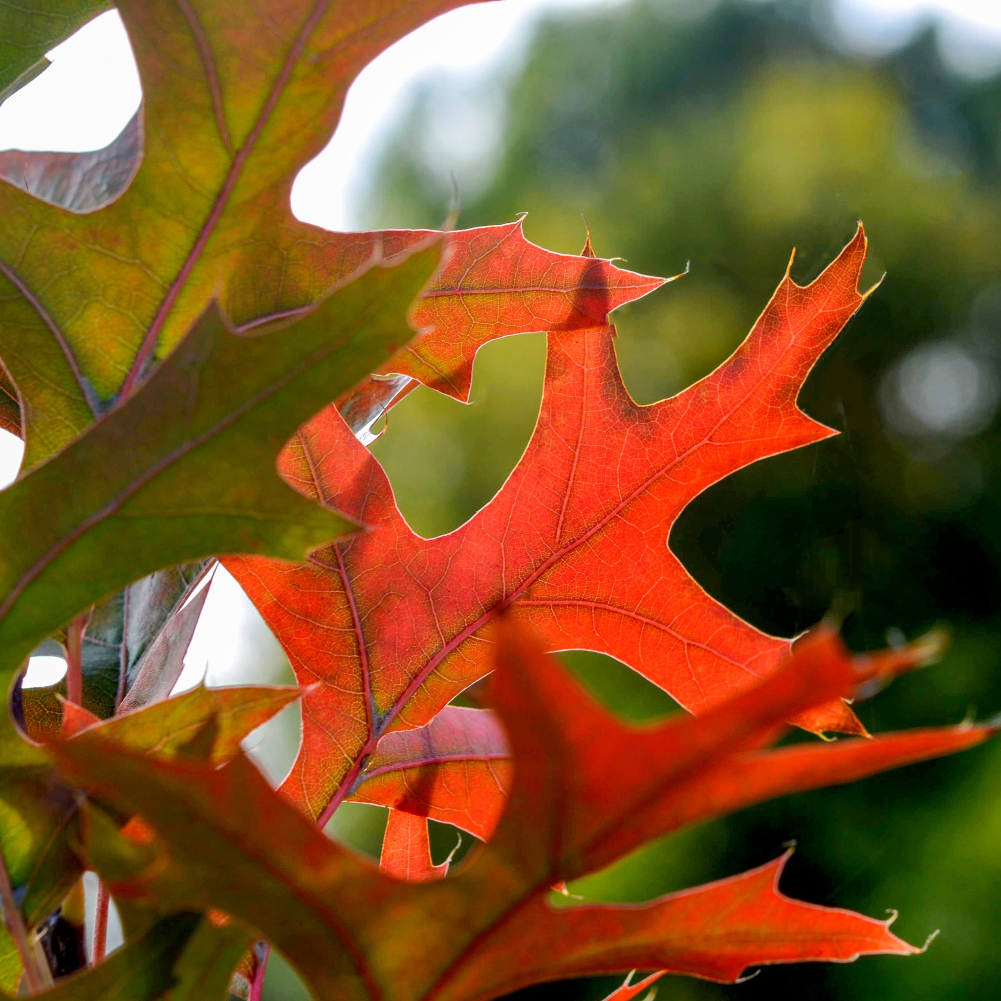 Quercus palustris Green Pillar Pin Oak Tree | Ornamental Trees