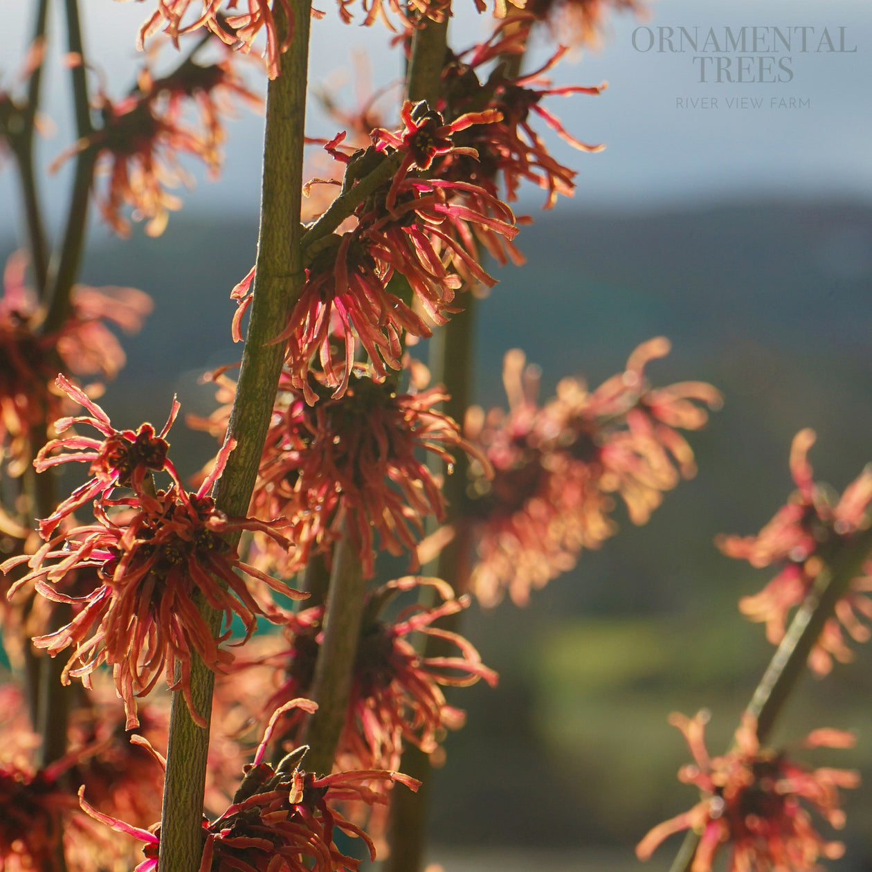 Hamamelis intermedia Ruby Glow Witch Hazel | Ornamental Trees