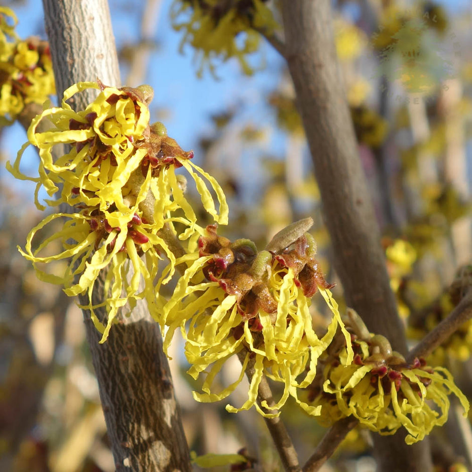 Hamamelis intermedia Orange Beauty Witch Hazel | Ornamental Trees