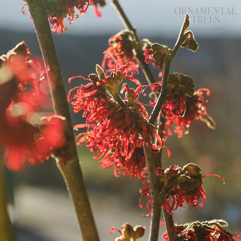 Garrya elliptica James Roof | Silk Tassel Shrub – Ornamental Trees