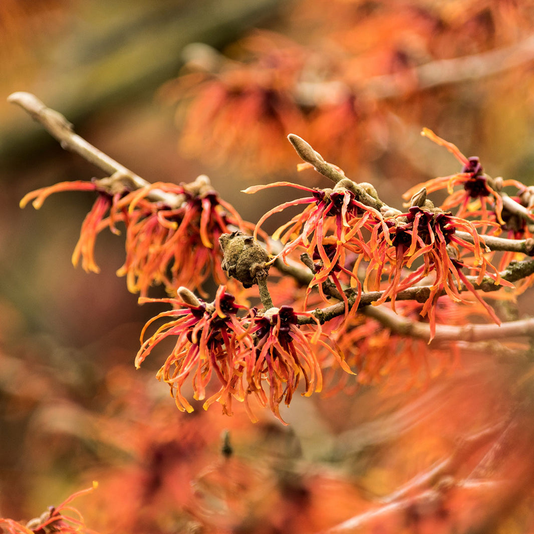 Witch Hazel Trees & Plants | Winter Flowering Hamamelis – Ornamental Trees