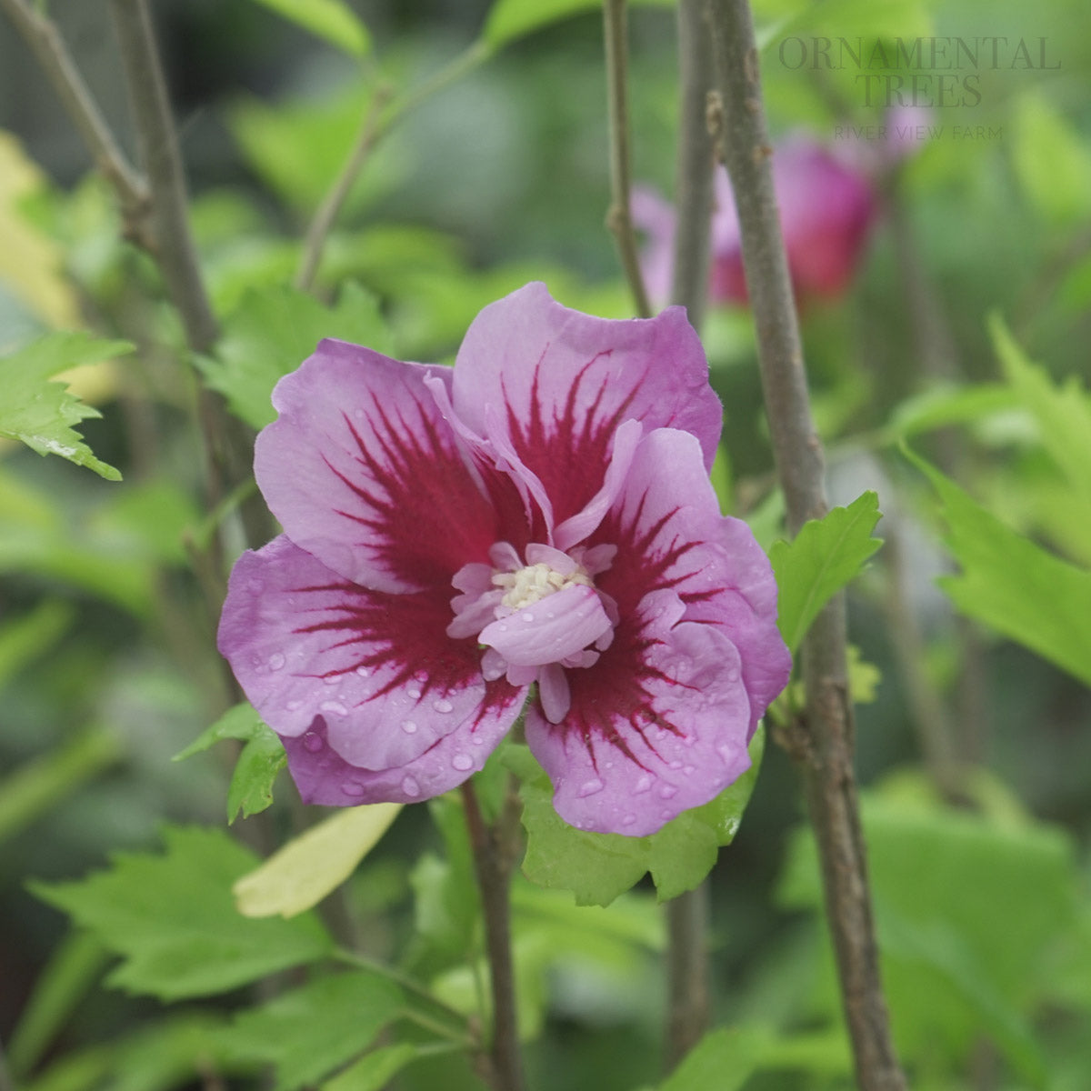 Hibiscus Flower Tower Purple | Upright Hibiscus – Ornamental Trees