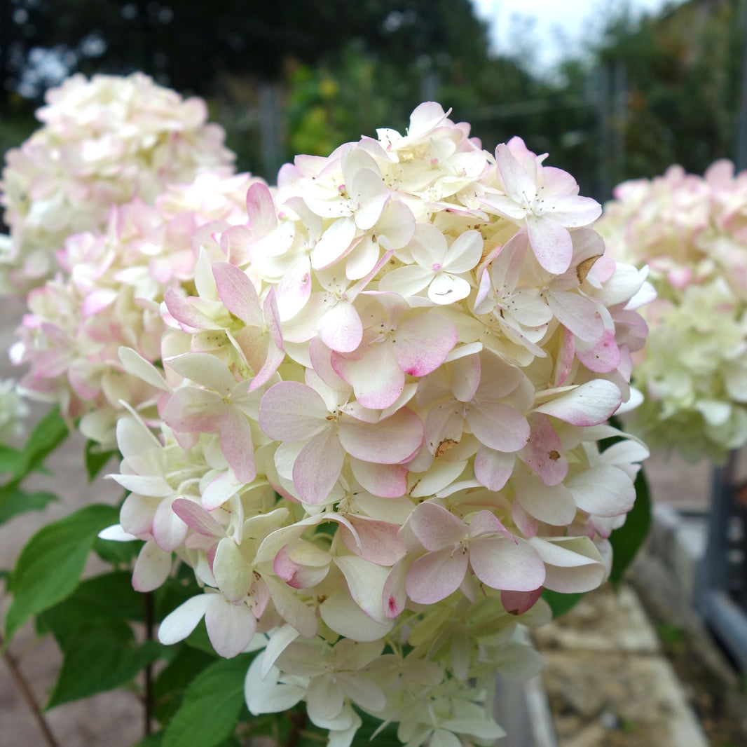 Hydrangea Shrubs & Bushes | Ornamental Trees