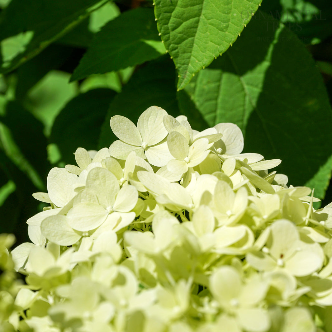 Shrubs & Bushes For Clay Soil | Ornamental Trees