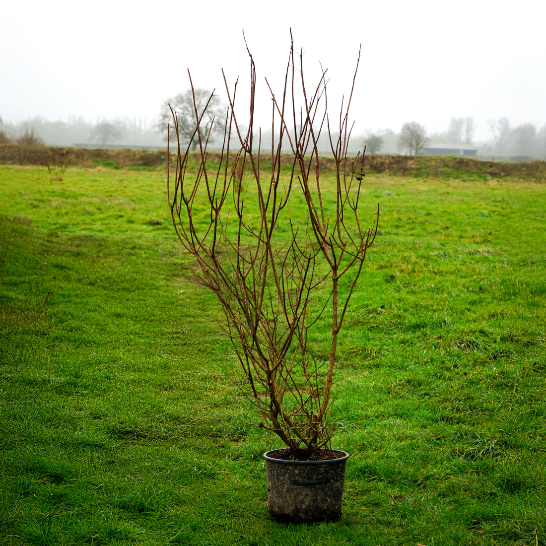 Hydrangea paniculata Polar Bear | Ornamental Trees