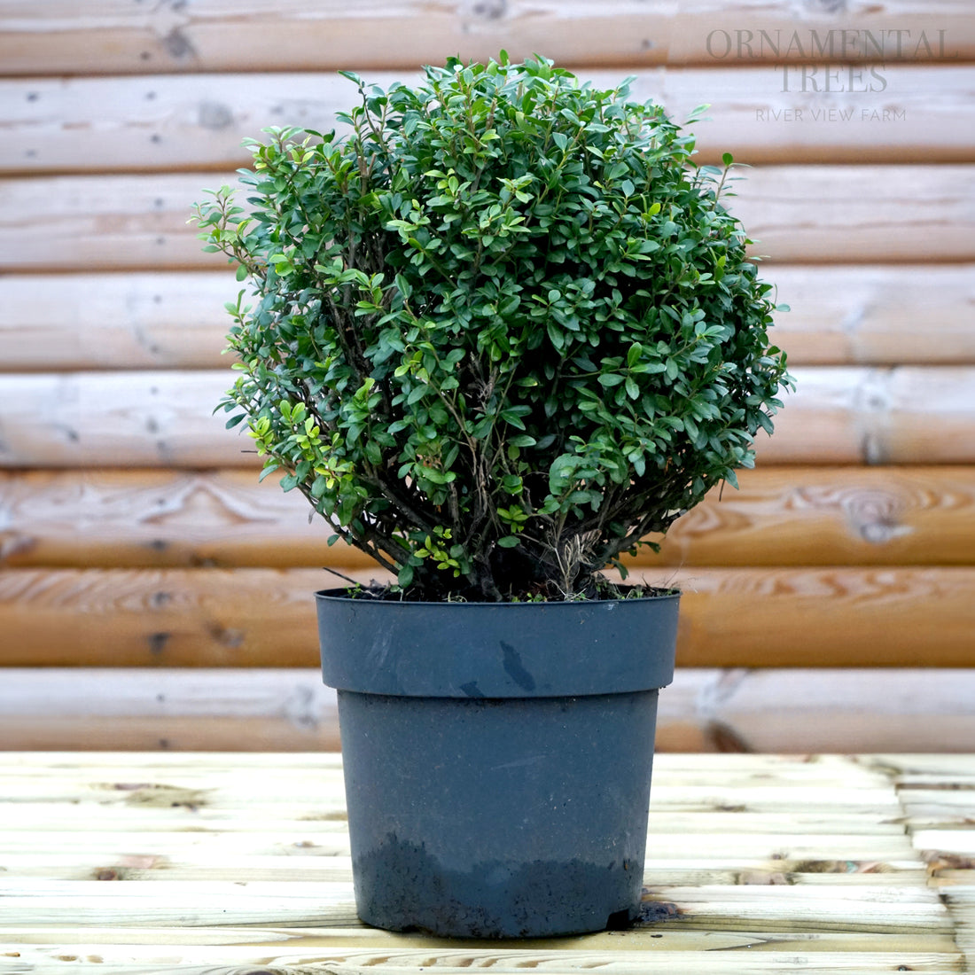 Ilex crenata Dark Green Japanese Holly Topiary Ball | Ornamental Trees