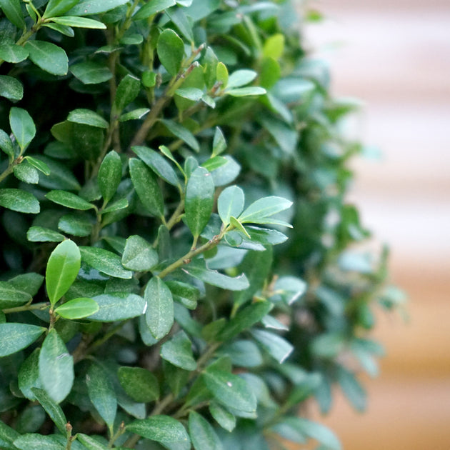 Ilex crenata Dark Green Japanese Holly Topiary Ball | Ornamental Trees