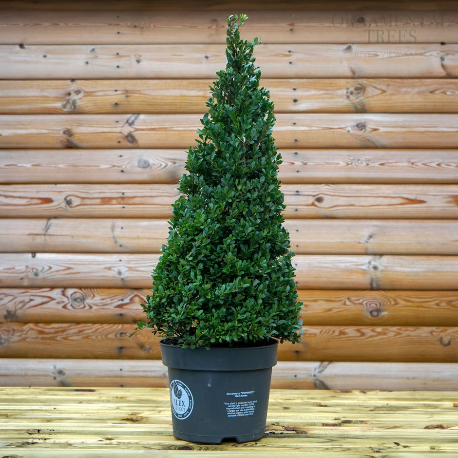 Holly Trees & Bushes | Ilex For Sale | Ornamental Trees