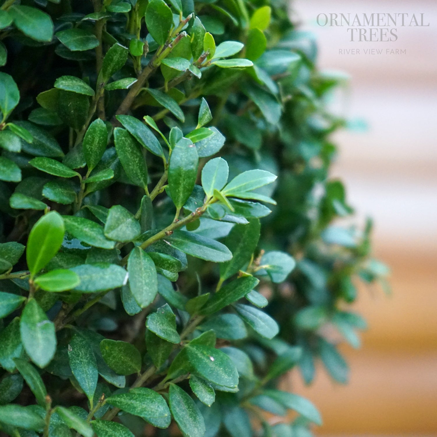 Ilex crenata Dark Green Japanese Holly | Ornamental Trees