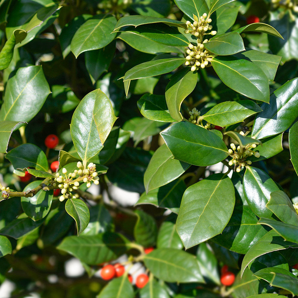 Pleached Holly Trees | Pleached Ilex aquifolium | Ornamental Trees